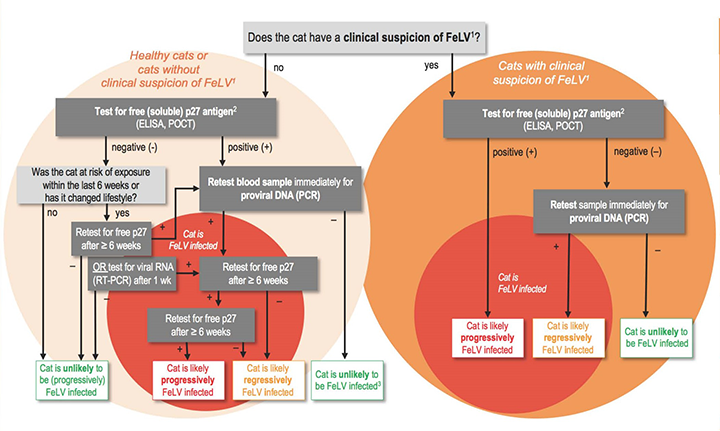 Diagnosing Different Courses of FeLV Infection | Clinician's Brief