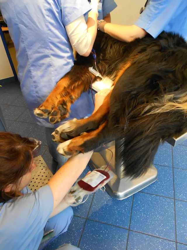 How to Perform Canine Blood Transfusions | [site:name]