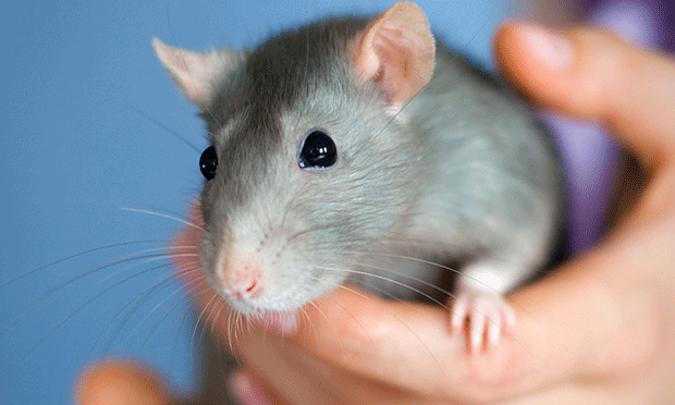 How to Prevent Rat Bite Fever