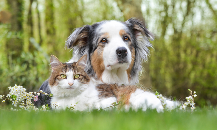 Differentials for High Alkaline Phosphatase Levels