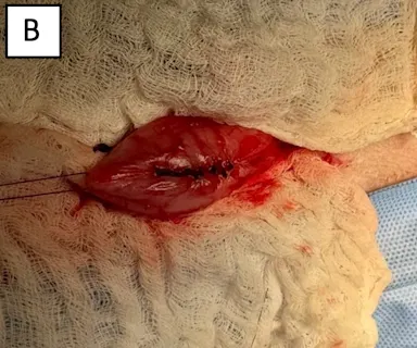 Cystotomy in Dogs & Cats: Step-by-Step Guide for Vets