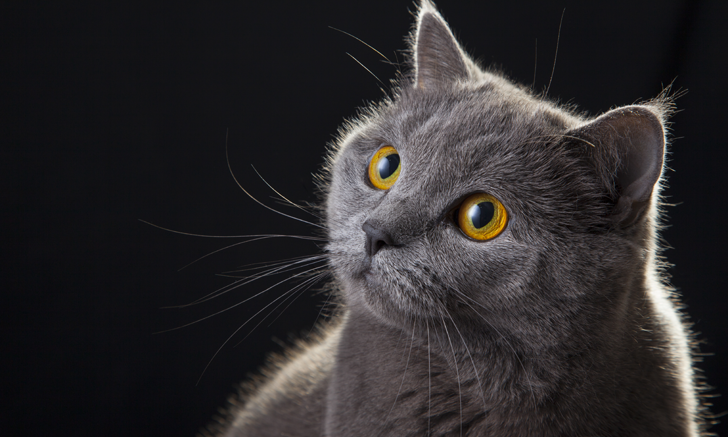 Acute Urethral Obstruction in a Cat | Clinician's Brief