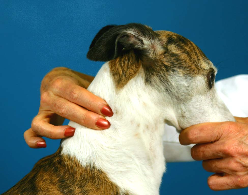 Step-by-Step: The Neurologic Examination | Clinician's Brief