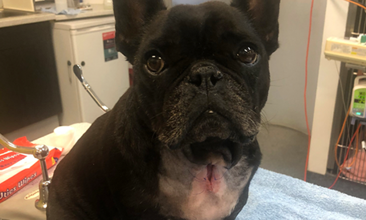 Top 5 Health Problems in Brachycephalic Dogs | Clinician's Brief