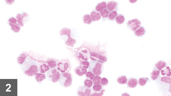 Acute Onset of Tetraparesis in a Dog | Clinician's Brief