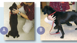 Body Condition Score Techniques for Dogs | Clinician's Brief