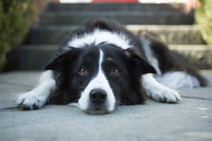 Safety of Verdinexor in Dogs with MDR1 Mutation | Clinician's Brief