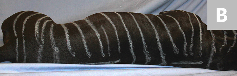 Canine Tension Lines Magnetic Field Therapy For Dogs I EQUUSIR