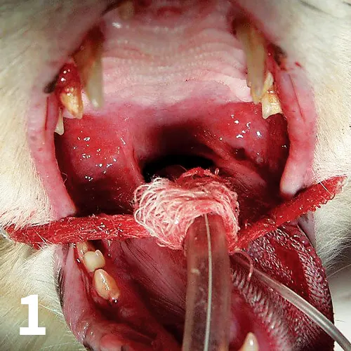 cat stomatitis