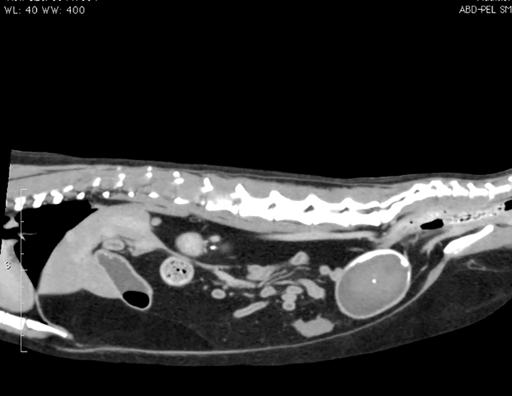 Urethral Blockage in a Male Cat: Much More Than Expected | Clinician's ...