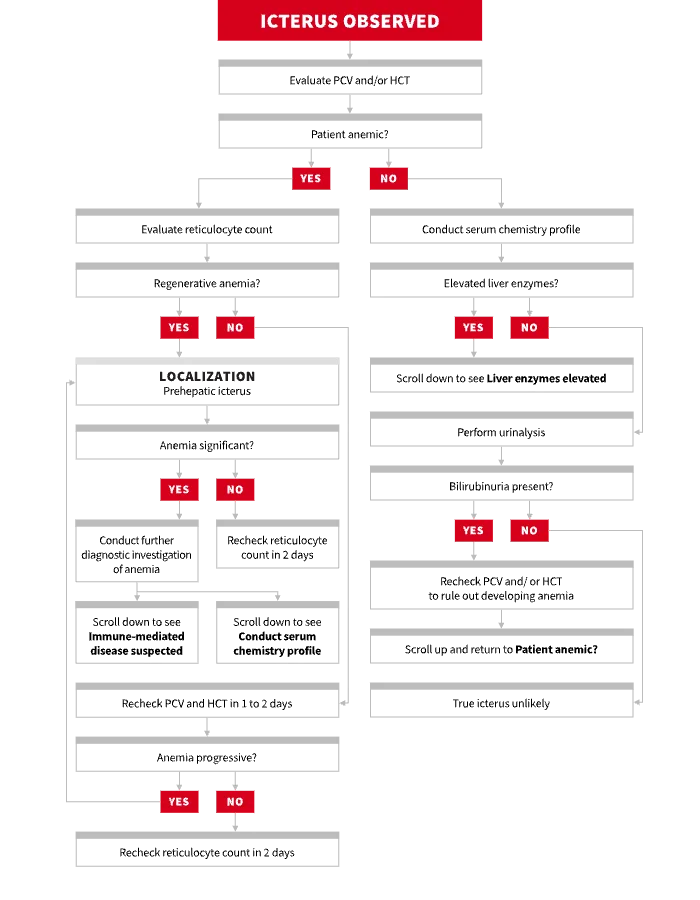 Causes of Icterus (Jaundice) in Dogs | [site:name]