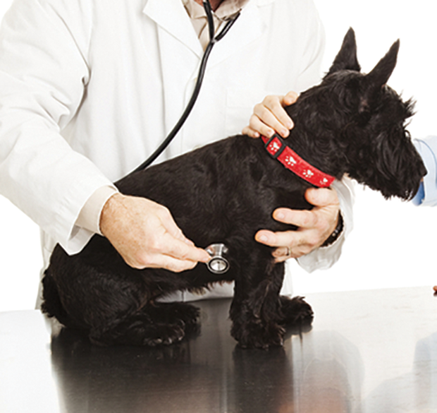 Physical Examination: The Cornerstone of Veterinary Medicine ...