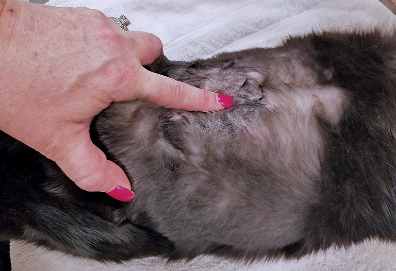 Using Cystocentesis to Obtain Sterile Urine Samples | Clinician's Brief