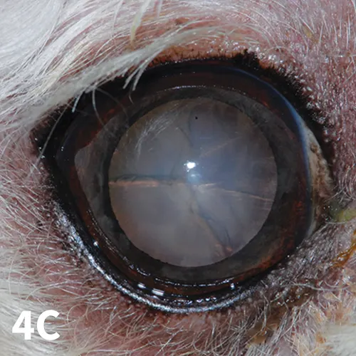 Nuclear Sclerosis vs Cataracts in Dogs & Cats | Clinician's Brief