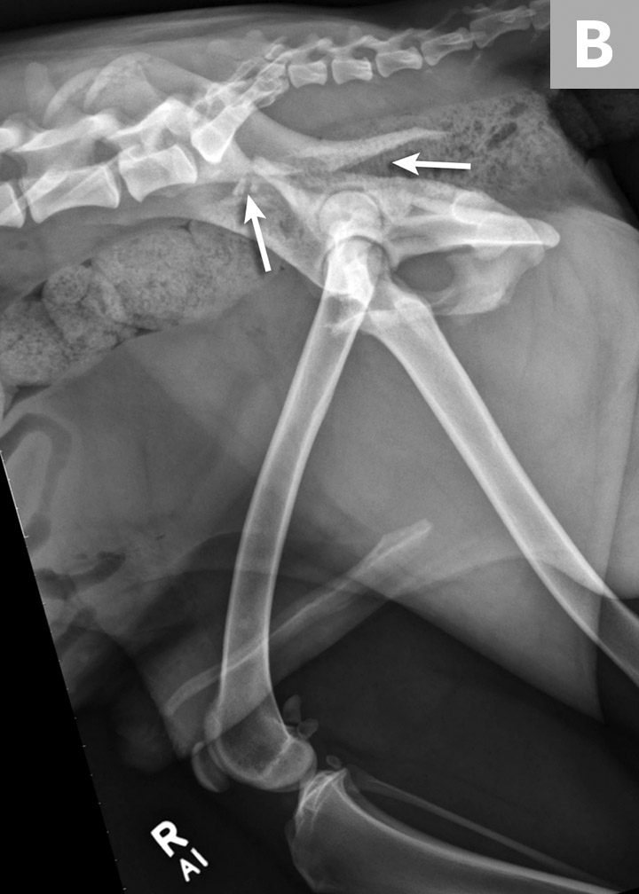 Cat Pelvis Fixation Of Pelvic Floor Fractures In Cats