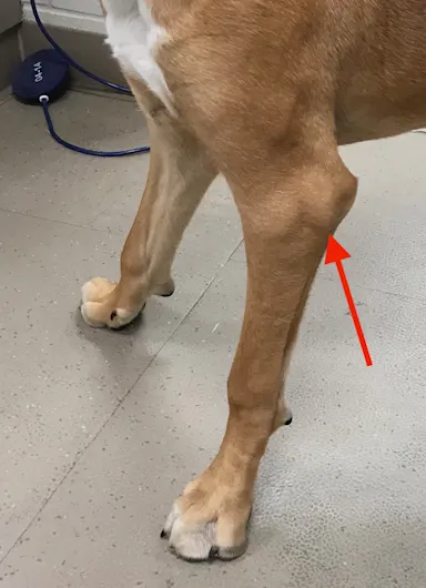 Identifying Canine Front Leg Lameness on Orthopedic Exam