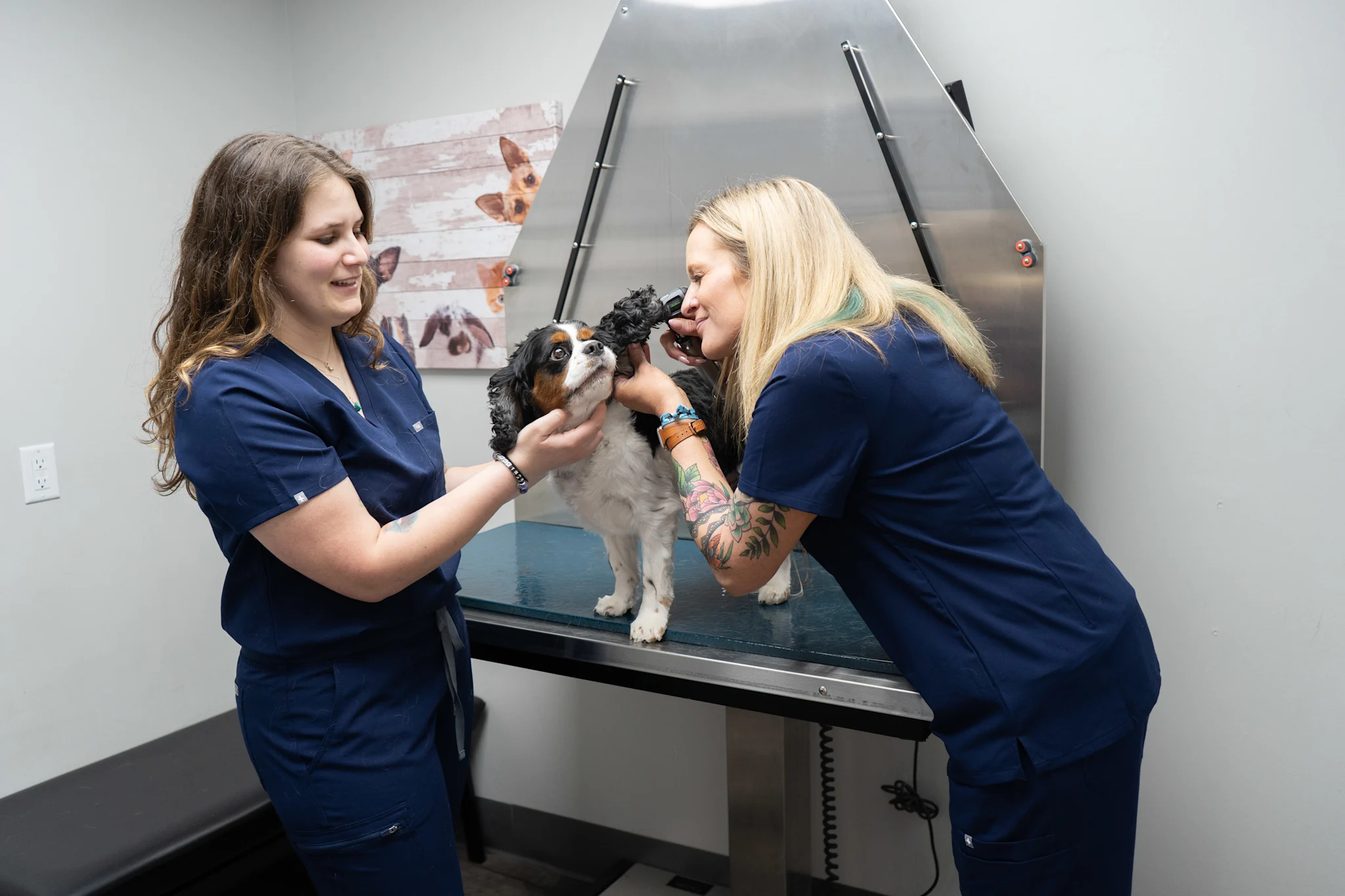 Continuing Education for Veterinary Professionals | Clinician's Brief
