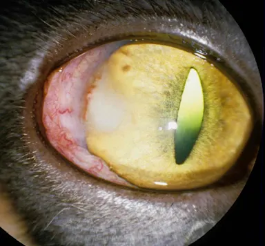 Conjunctival Samples in Dogs & Cats: Step-by-Step Guides