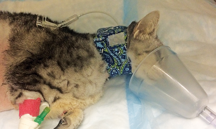 Providing Oxygen Supplementation for Small Animal Patients