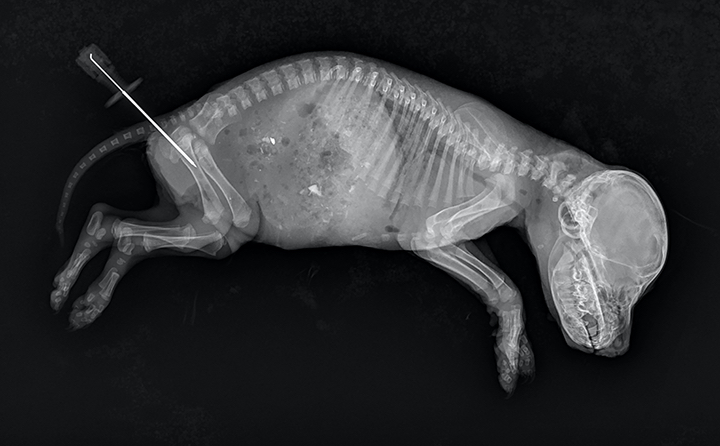 Clinical Image: Device Placement