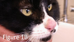 Cryptococcus In Cats