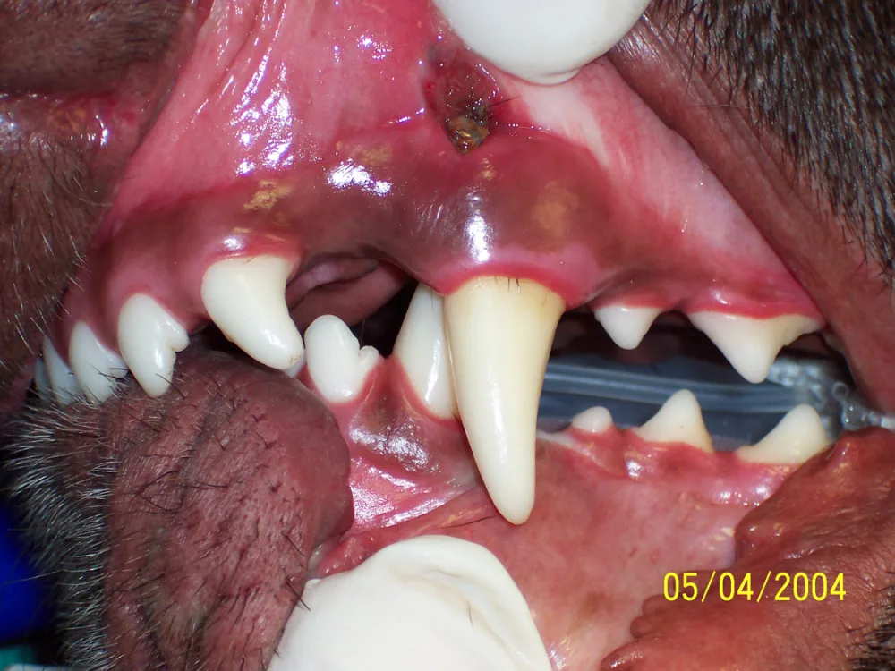 Canine Oral Pathology | Clinician's Brief