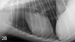 Interpreting Small Animal Thoracic Radiographs | Clinician's Brief