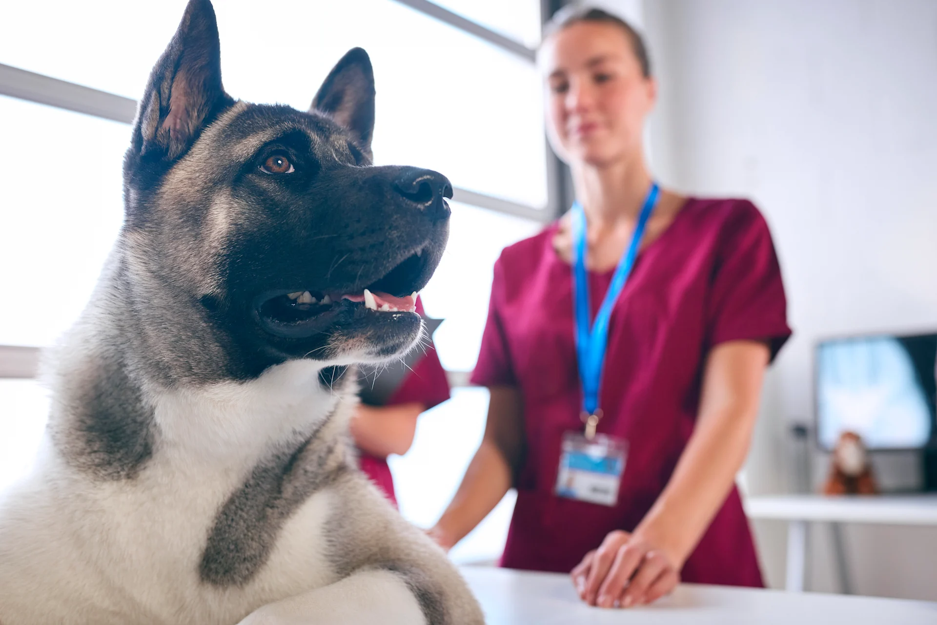 Continuing Education for Veterinary Professionals | Clinician's Brief