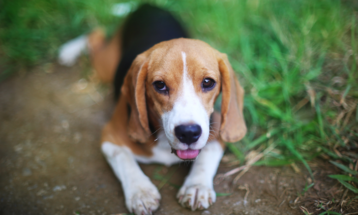Neutropenia: Differential Diagnosis for Dogs & Cats