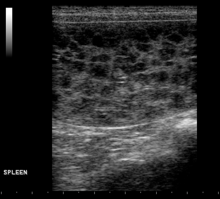Top 5 Causes of Splenomegaly in Dogs | Clinician's Brief