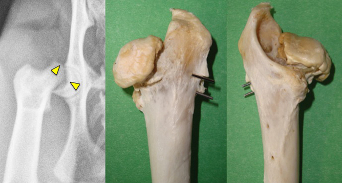 Physeal Fractures in Small Animals | Clinician's Brief
