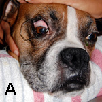 Multiple Punctate/Grid Keratotomy for Indolent Corneal Ulcers ...