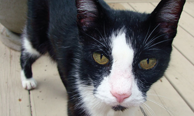 When T4 Values are Normal