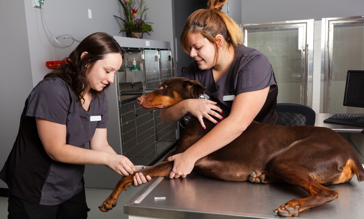 Podcast: Paraprofessionals in Veterinary Medicine | [site:name]
