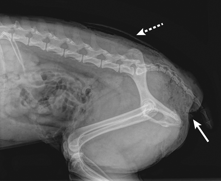 Subcutaneous Emphysema Dog Bite Treatment