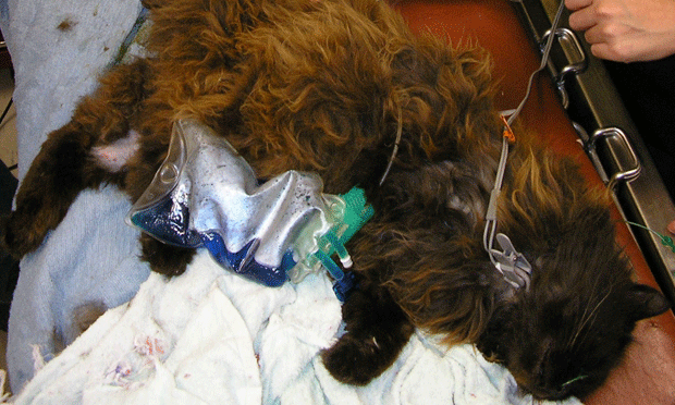 Acute Systemic Anaphylaxis in Cats