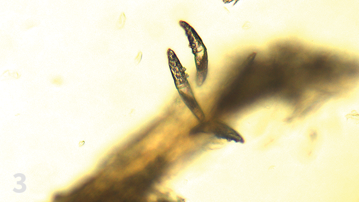 Skin Scraping for External Parasites | Clinician's Brief