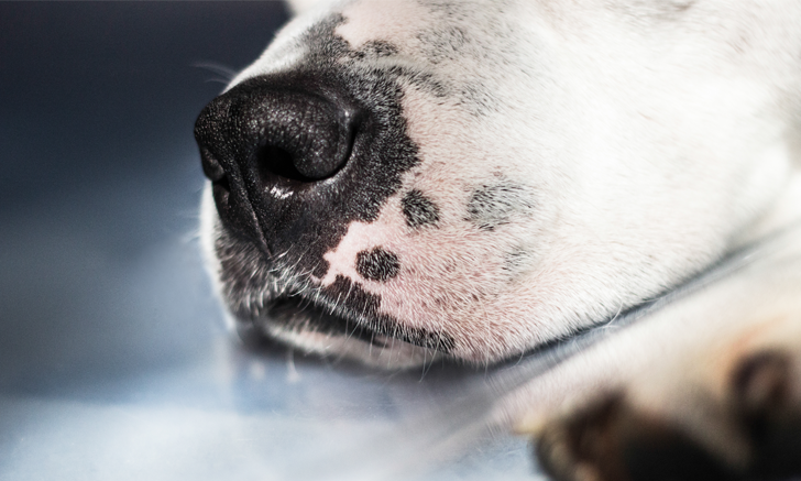 Podcast: A New Kid on the Block: Using In-Clinic Sedation & Zenalpha ...