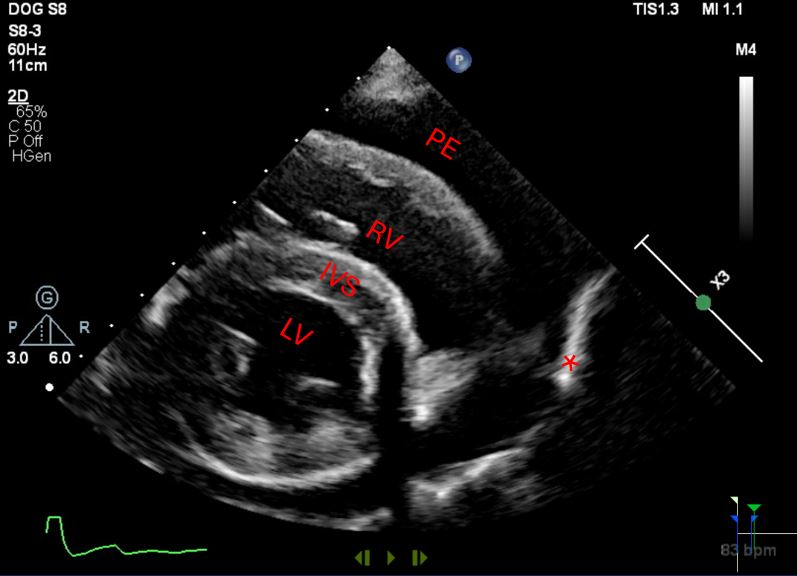 Pericardial Effusion Dog Clinical Presentation, Echocardiographic
