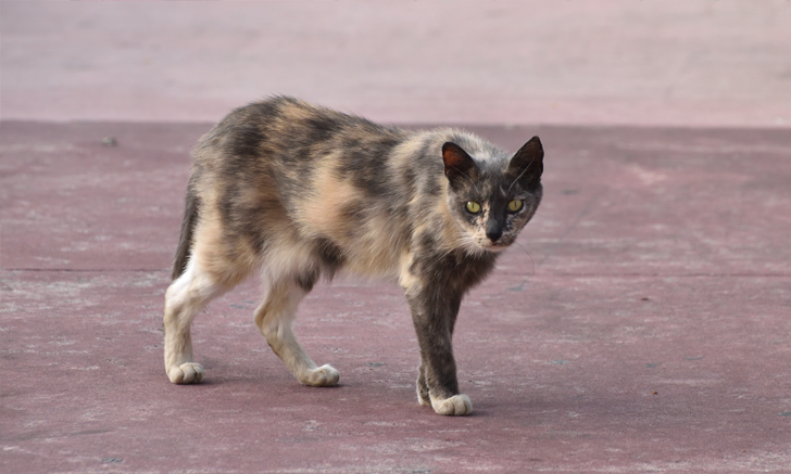 Findings & Prognosis for Refeeding Syndrome in Cats