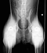 Canine Hip Dysplasia: Prevention, Diagnosis and Treatment