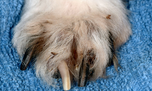 Canine Pododermatoses Challenge