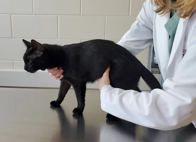Step-by-Step Guide to Abdominal Exams in Dogs & Cats