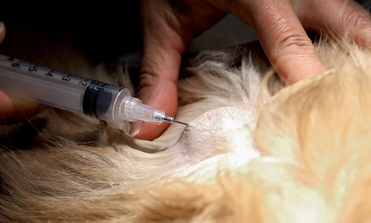 Fine Needle Biopsy For Cytology Clinicians Brief