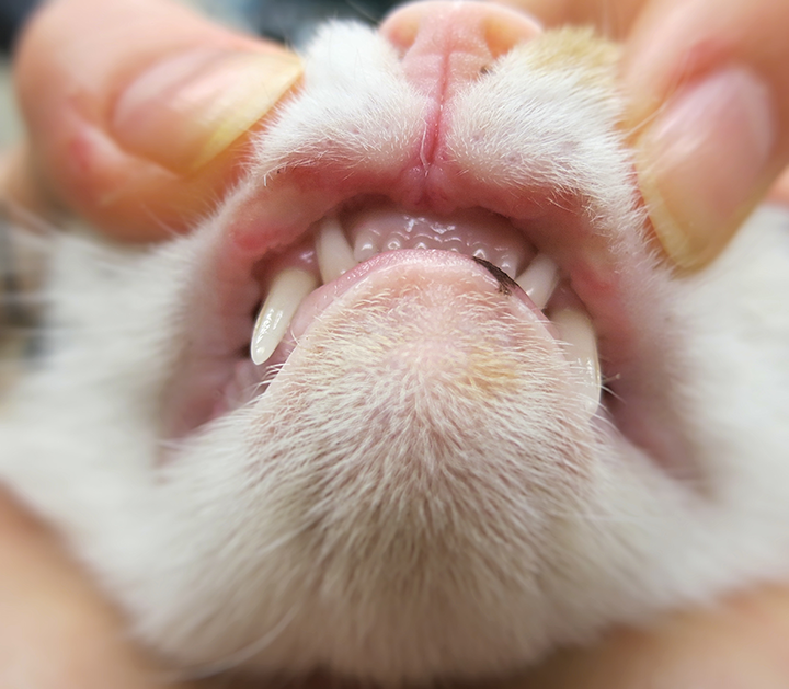 Image Gallery: Eosinophilic Granuloma Complex Lesions in Cats | Clinician's Brief