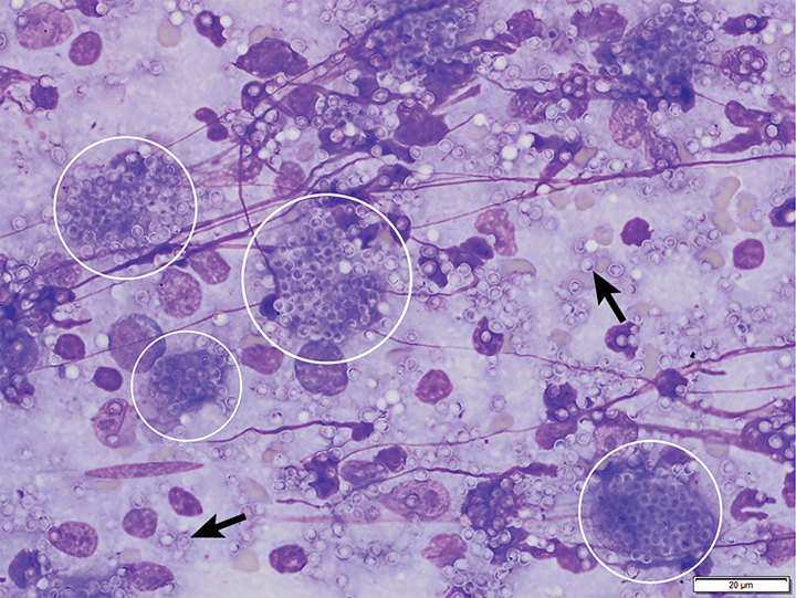 Pancytopenia in a Cat | Clinician's Brief