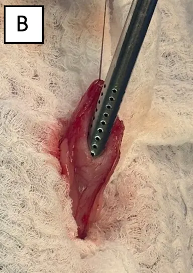 Cystotomy in Dogs & Cats: Step-by-Step Guide for Vets