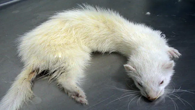 GI Disease in Ferrets