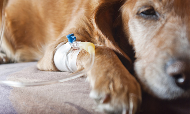 Treating Septic Shock