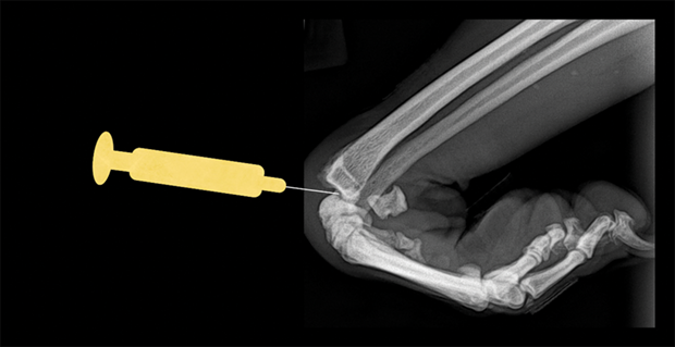 Arthrocentesis in Dogs | Clinician's Brief